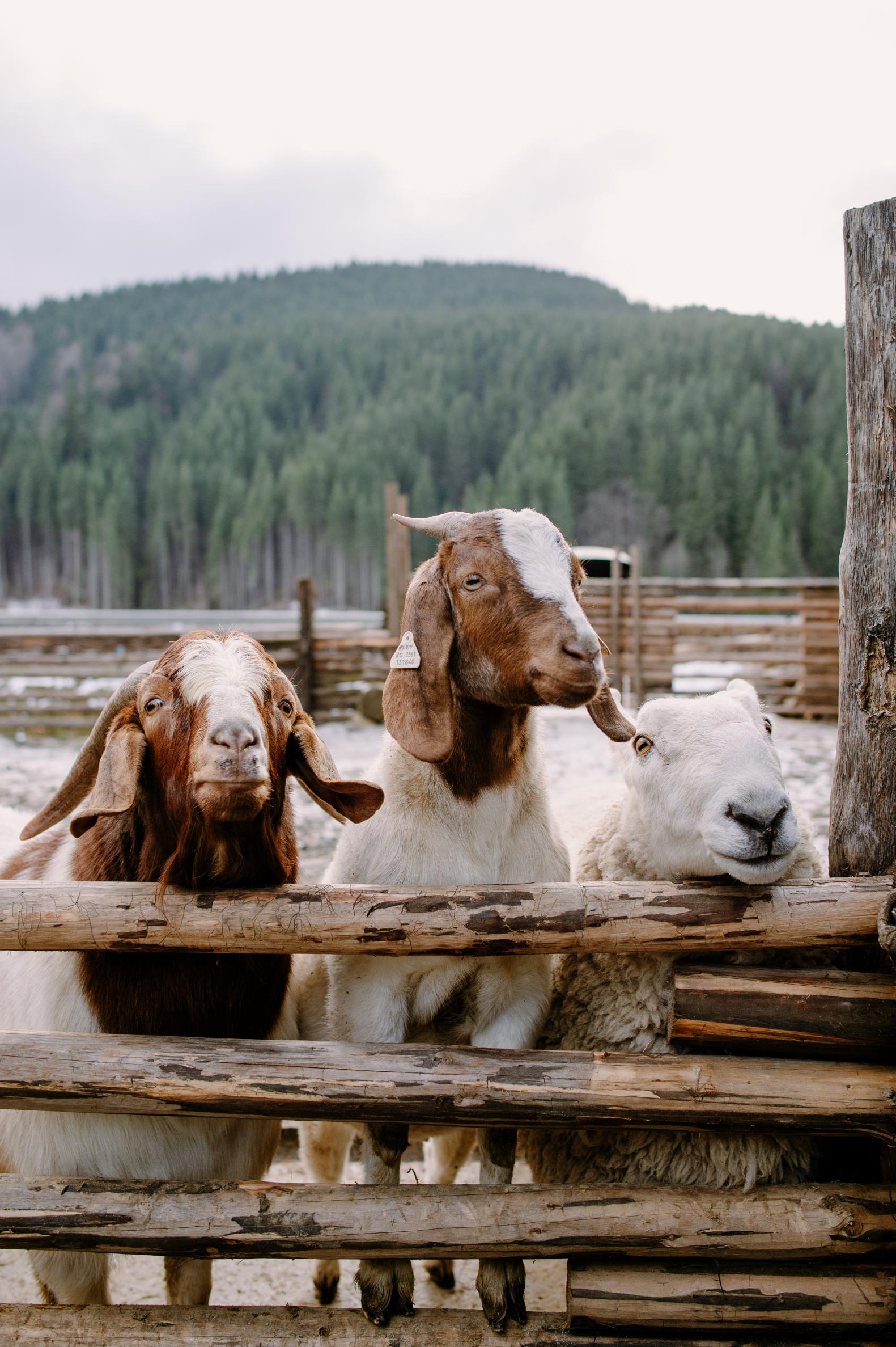 Goat Dairy Farm Project – أسس العالمية